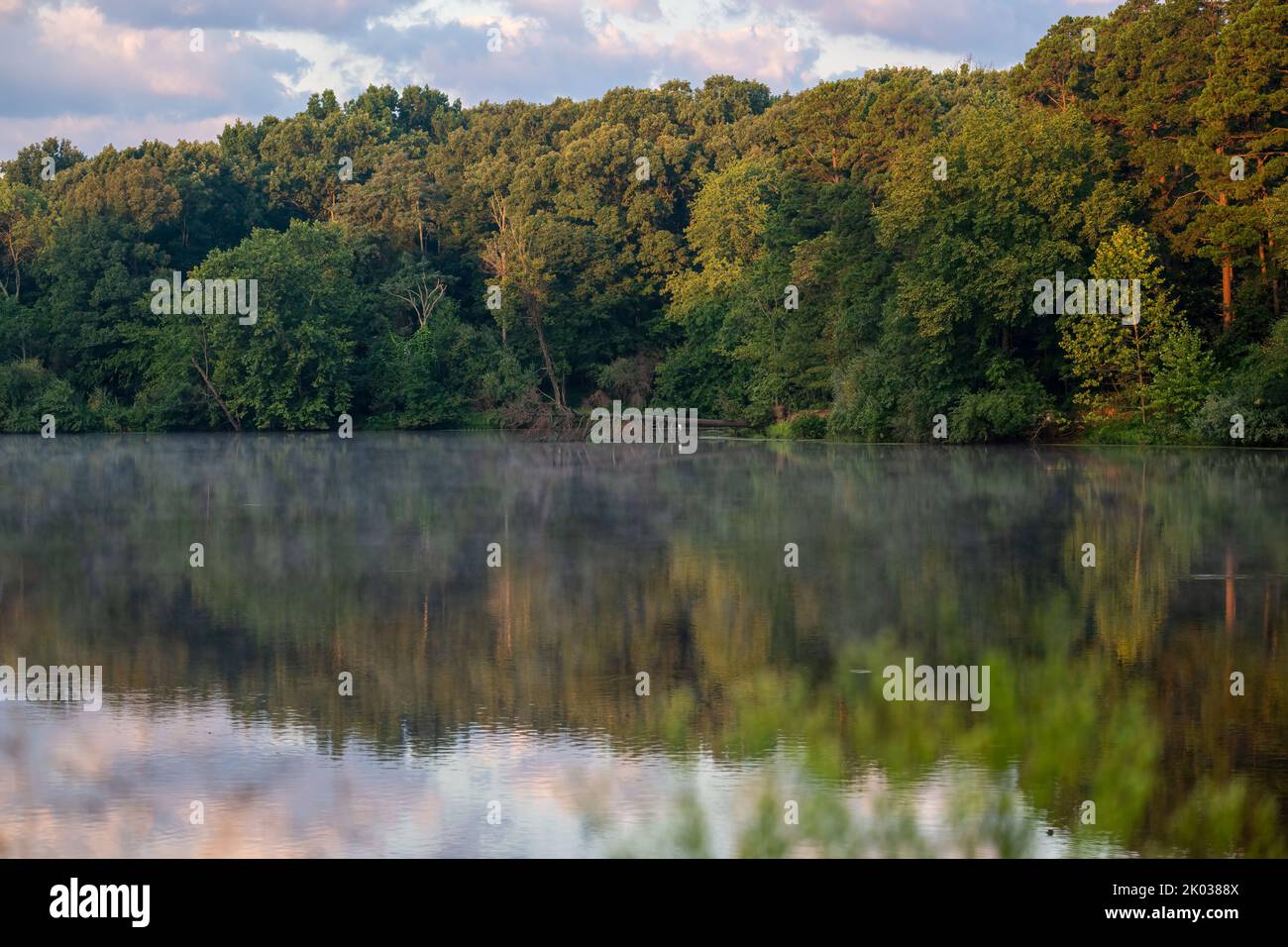 A low-angle view of a beautiful forest near the lake Stock Photo - Alamy