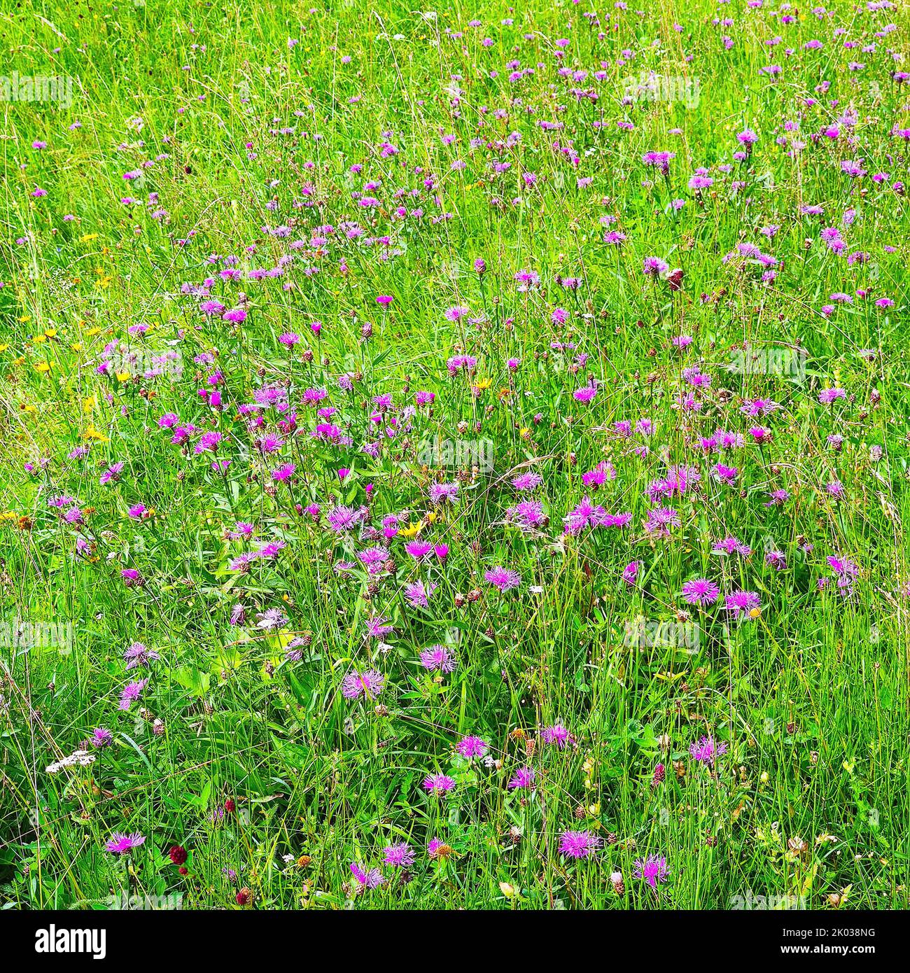 Meadow with brown knapweed hi-res stock photography and images - Alamy