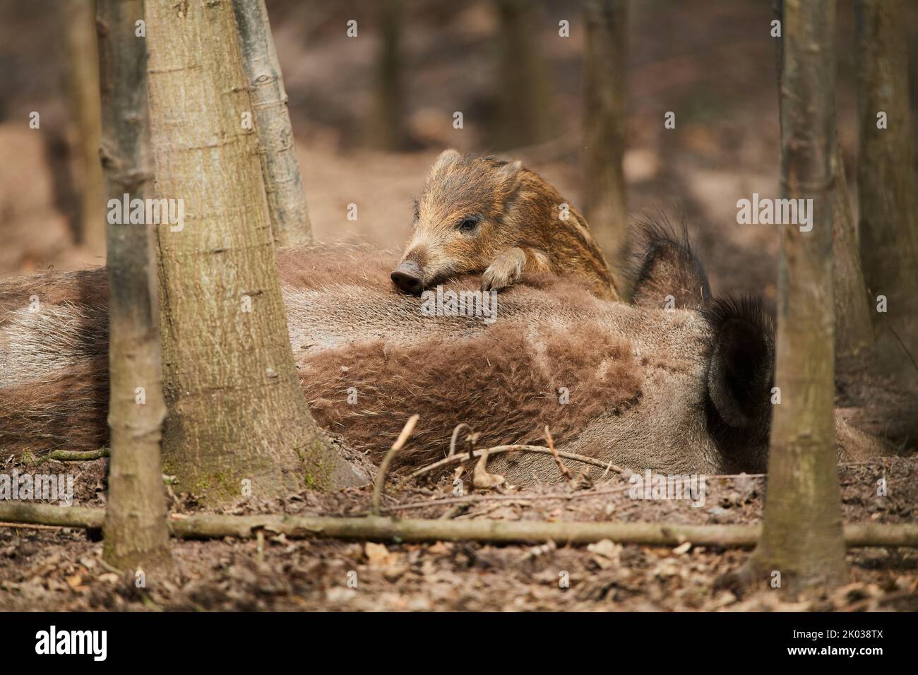 Wild boar (Sus scrofa) in a forest, fresh, Bavaria, Germany, Europe ...