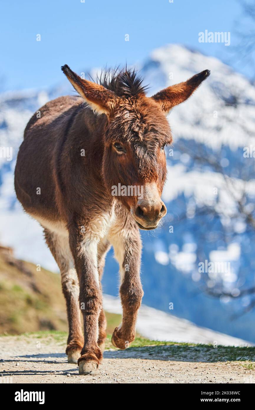 Hausel (Equus asinus asinus), mountains, Aurach Game Park, Kitzbühl ...