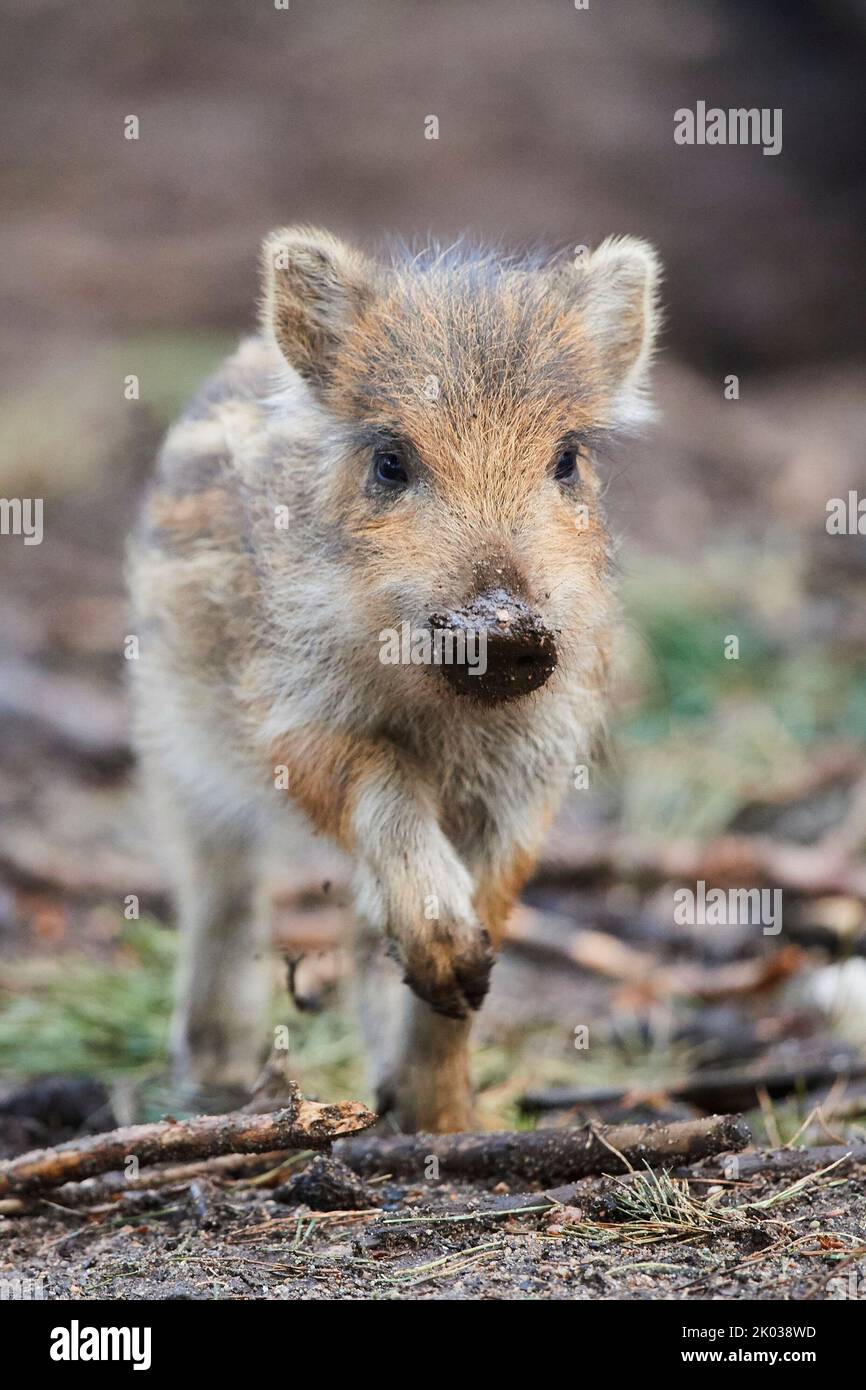 Full grown sow pig hi-res stock photography and images - Alamy