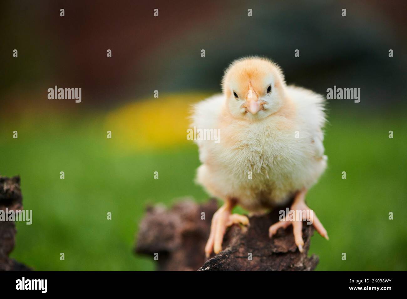 Domestic fowl (Gallus domesticus) in a meadow, chicken chicks, Slovakia ...
