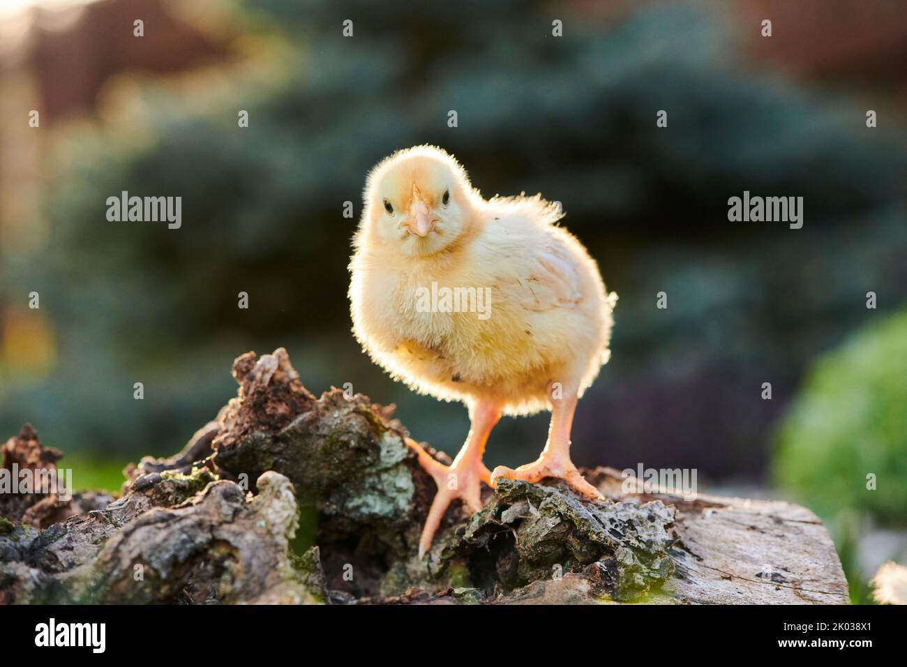 Domestic fowl (Gallus domesticus) in a meadow, chicken chicks, Slovakia ...