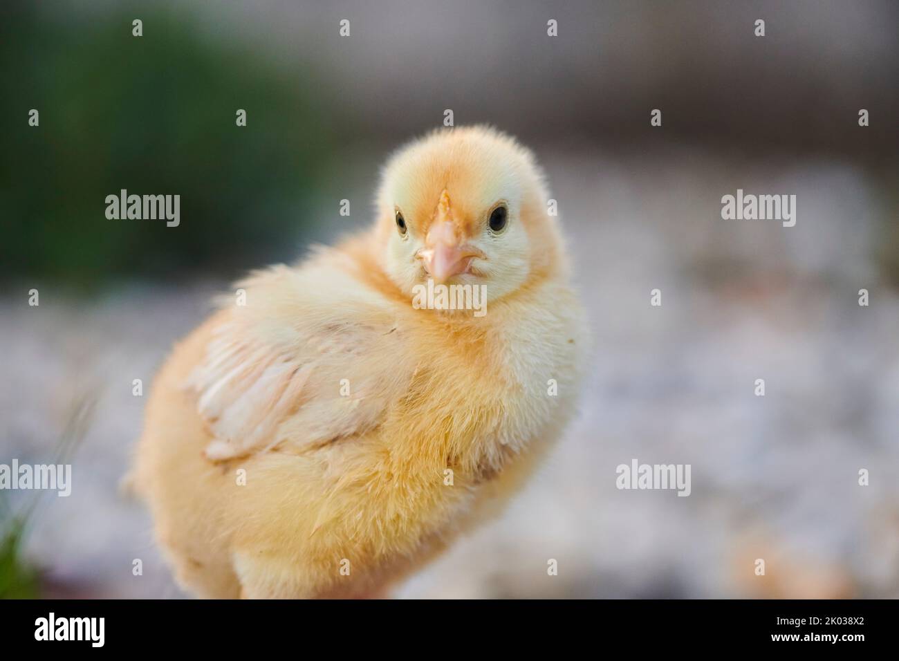 Domestic fowl (Gallus domesticus) in a meadow, chicken chicks, Slovakia ...