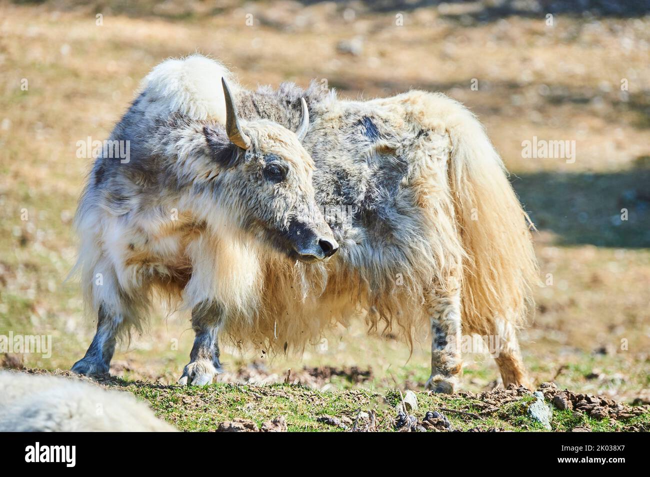 White yak bos mutus hi-res stock photography and images - Alamy