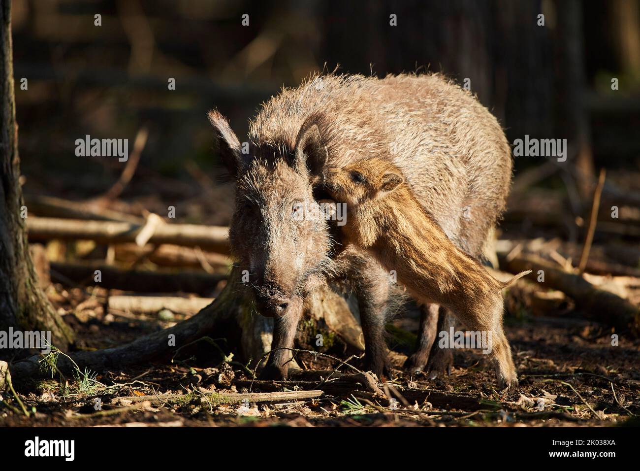 Wild boar (Sus scrofa) in a forest, fresh, Bavaria, Germany, Europe ...