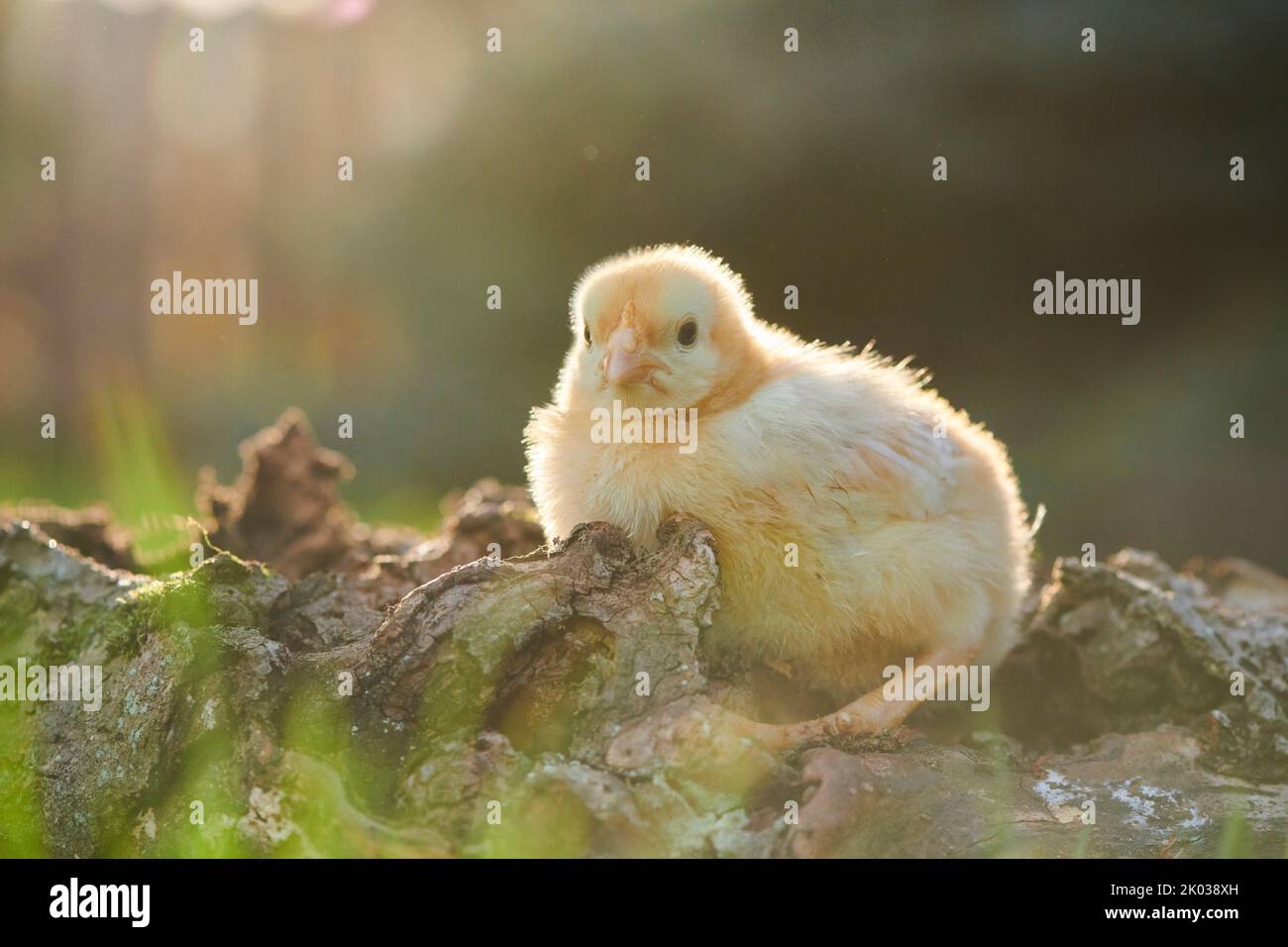 Domestic fowl (Gallus domesticus) in a meadow, chicken chicks, Slovakia ...