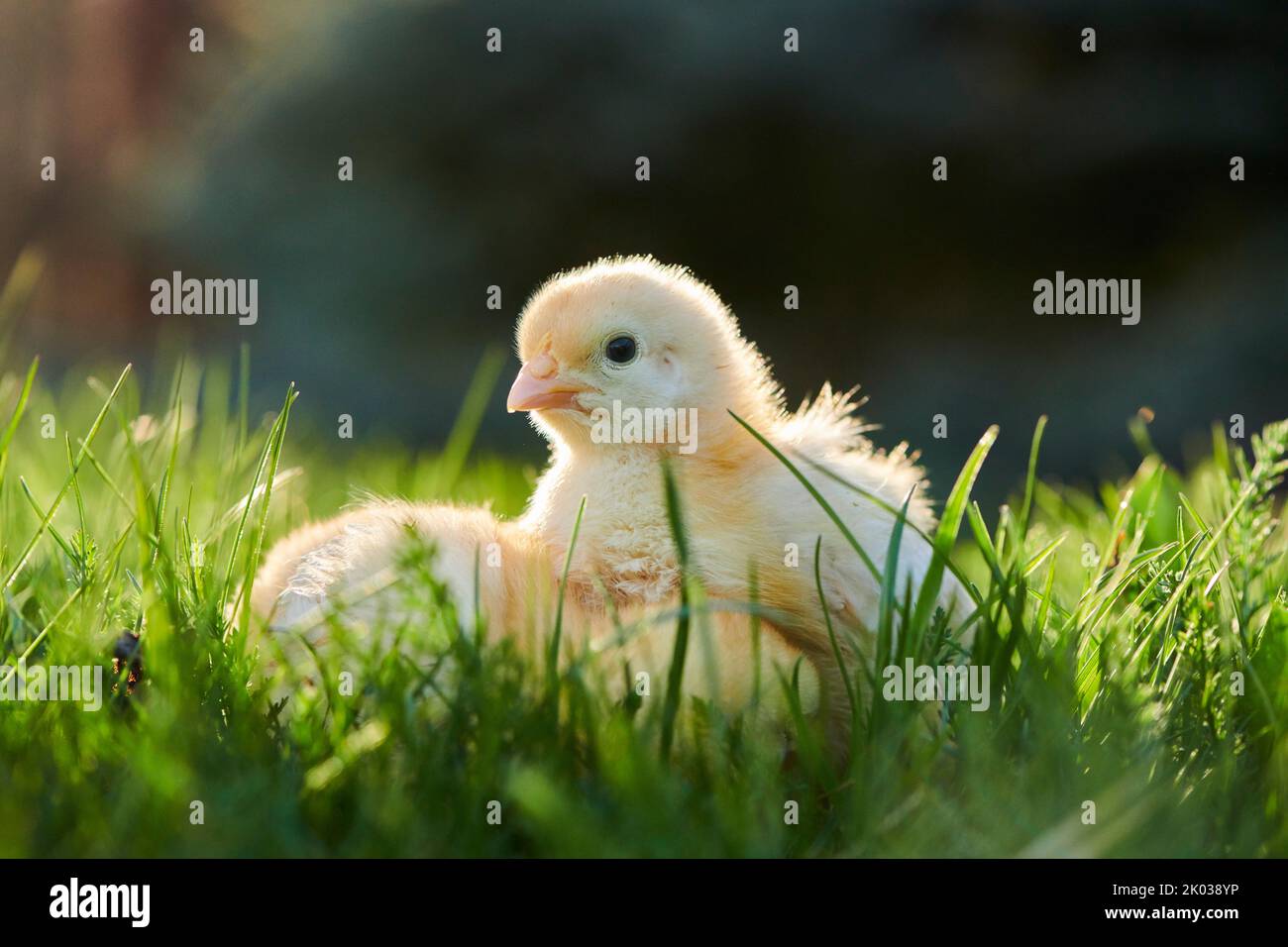 Domestic fowl (Gallus domesticus) in a meadow, chicken chicks, Slovakia ...