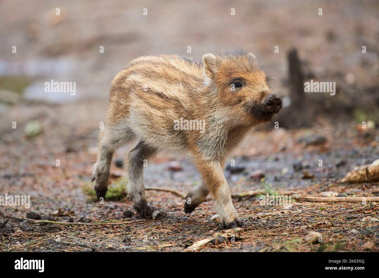 Wild boar (Sus scrofa) in a forest, fresh, Bavaria, Germany, Europe ...