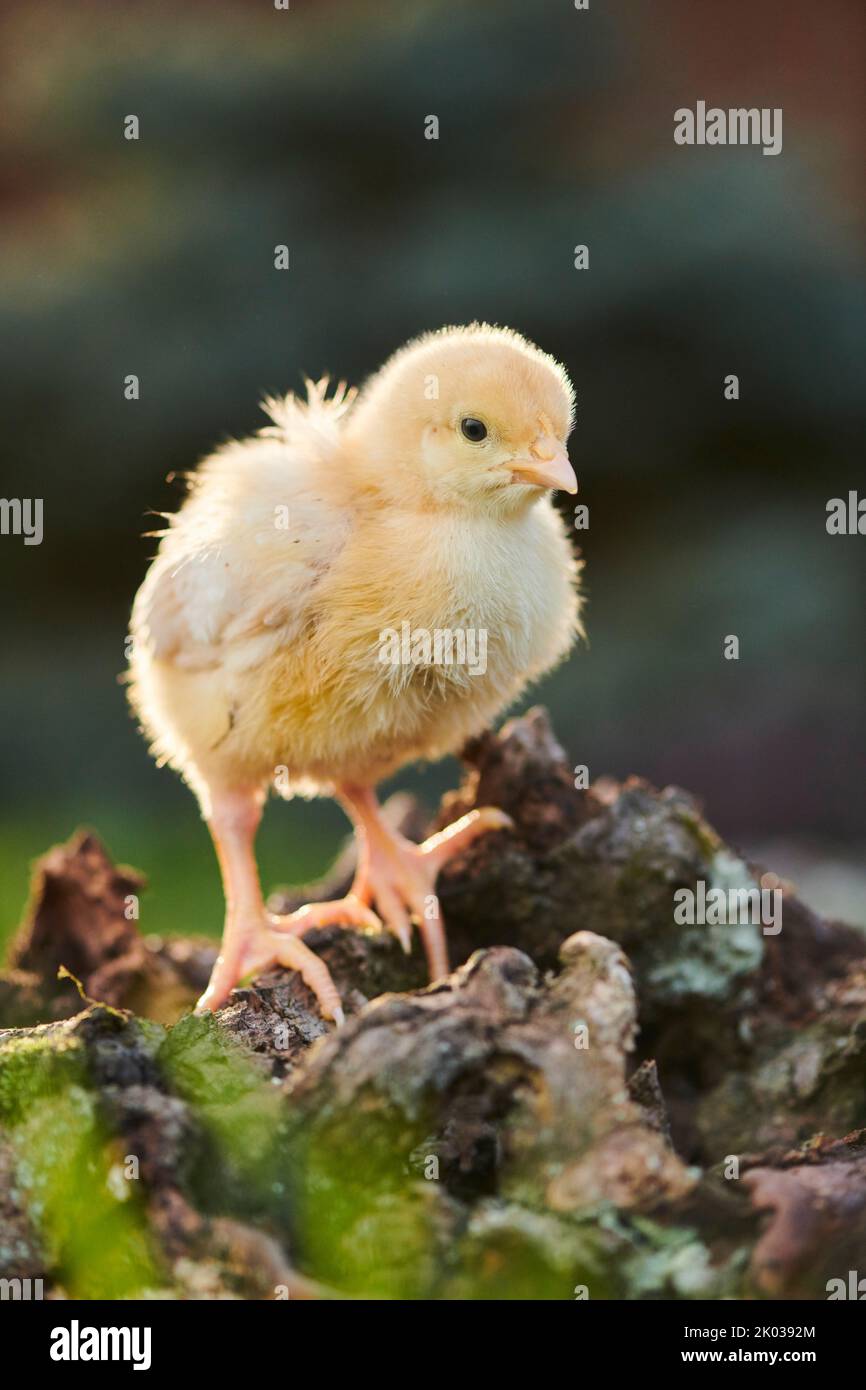 Domestic fowl (Gallus domesticus) in a meadow, chicken chicks, Slovakia ...