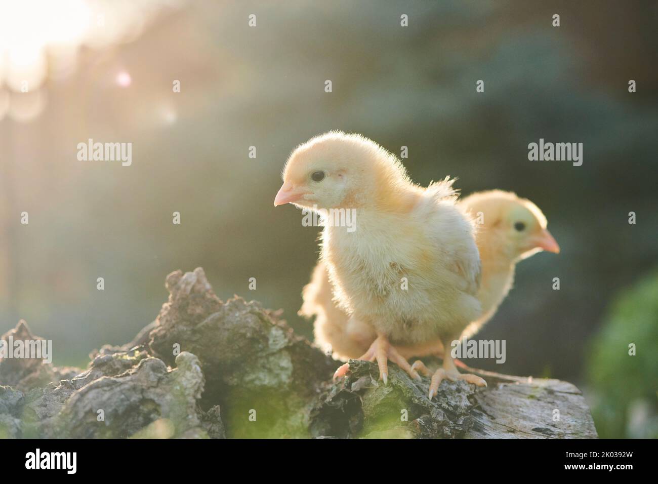 Bankiva chickens hi-res stock photography and images - Alamy