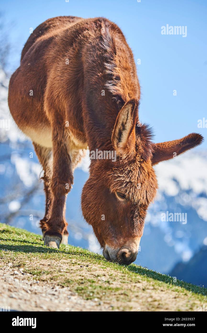 Hausel equus asinus asinus hi-res stock photography and images - Alamy