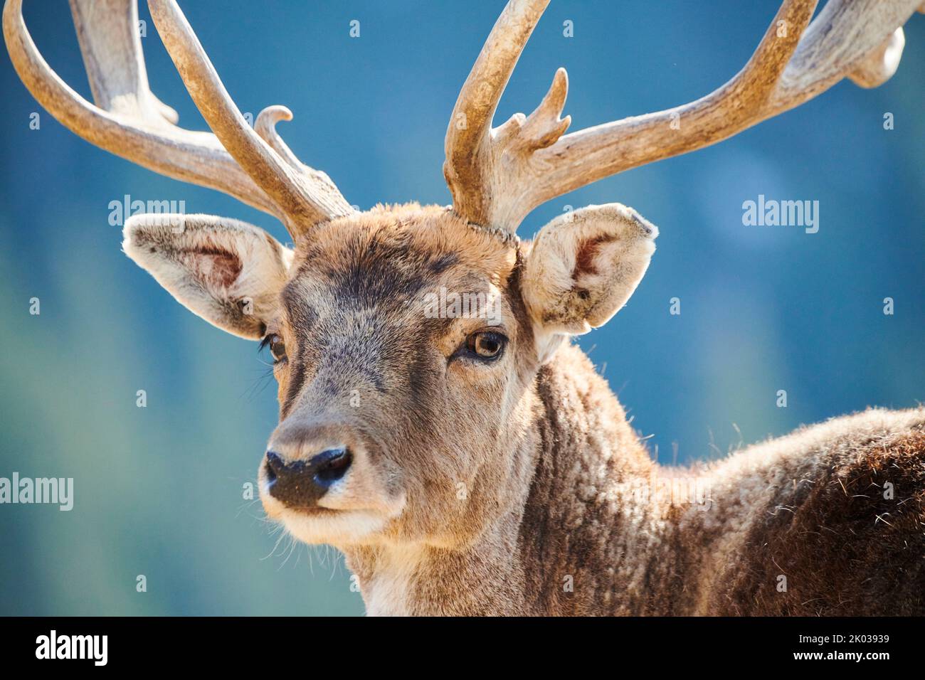 Fallow deer (Dama dama) in the Alps, male, Aurach Game Park, Kitzbühl ...