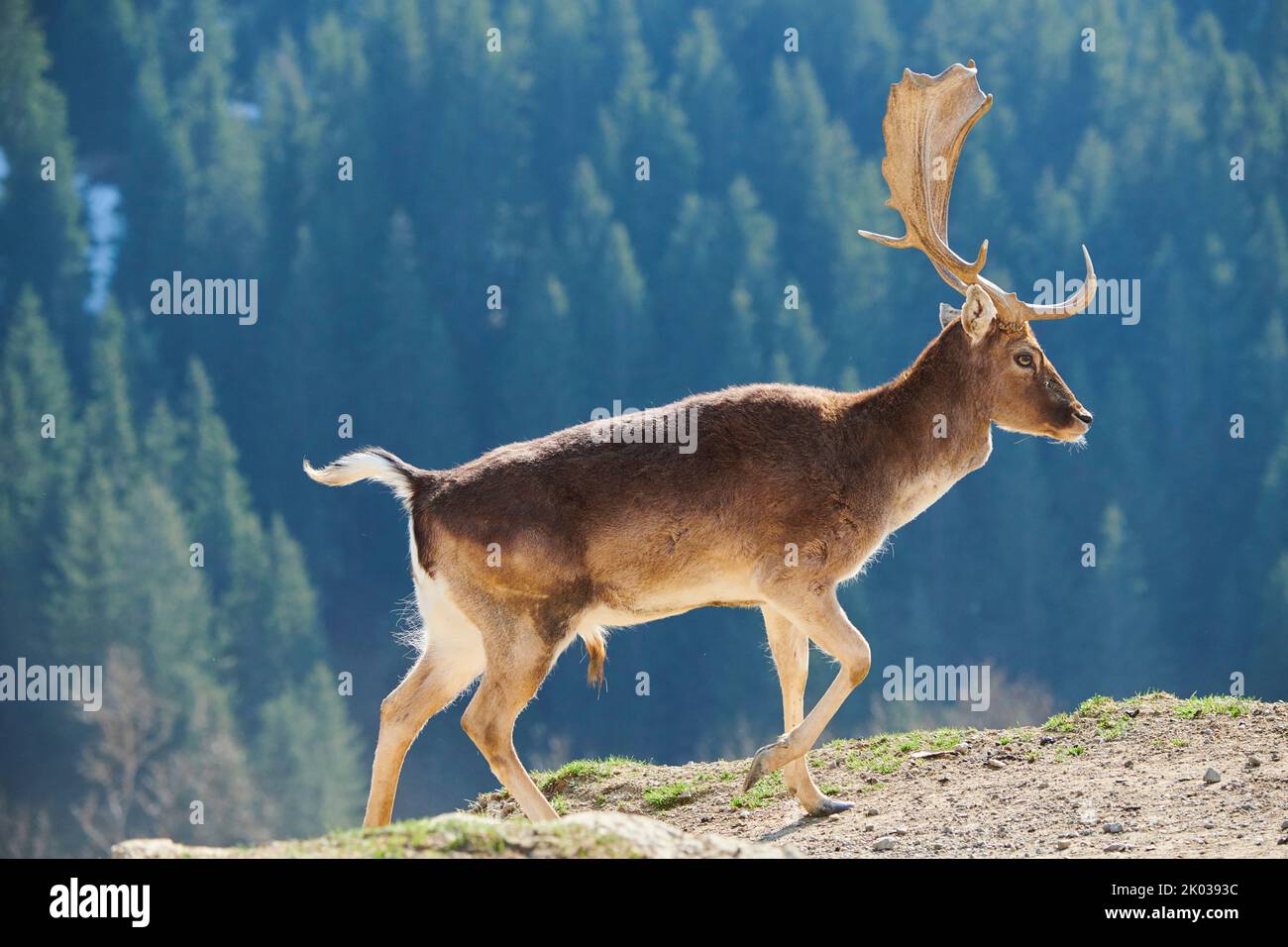 Fallow deer (Dama dama) in the Alps, male, Aurach Game Park, Kitzbühl ...