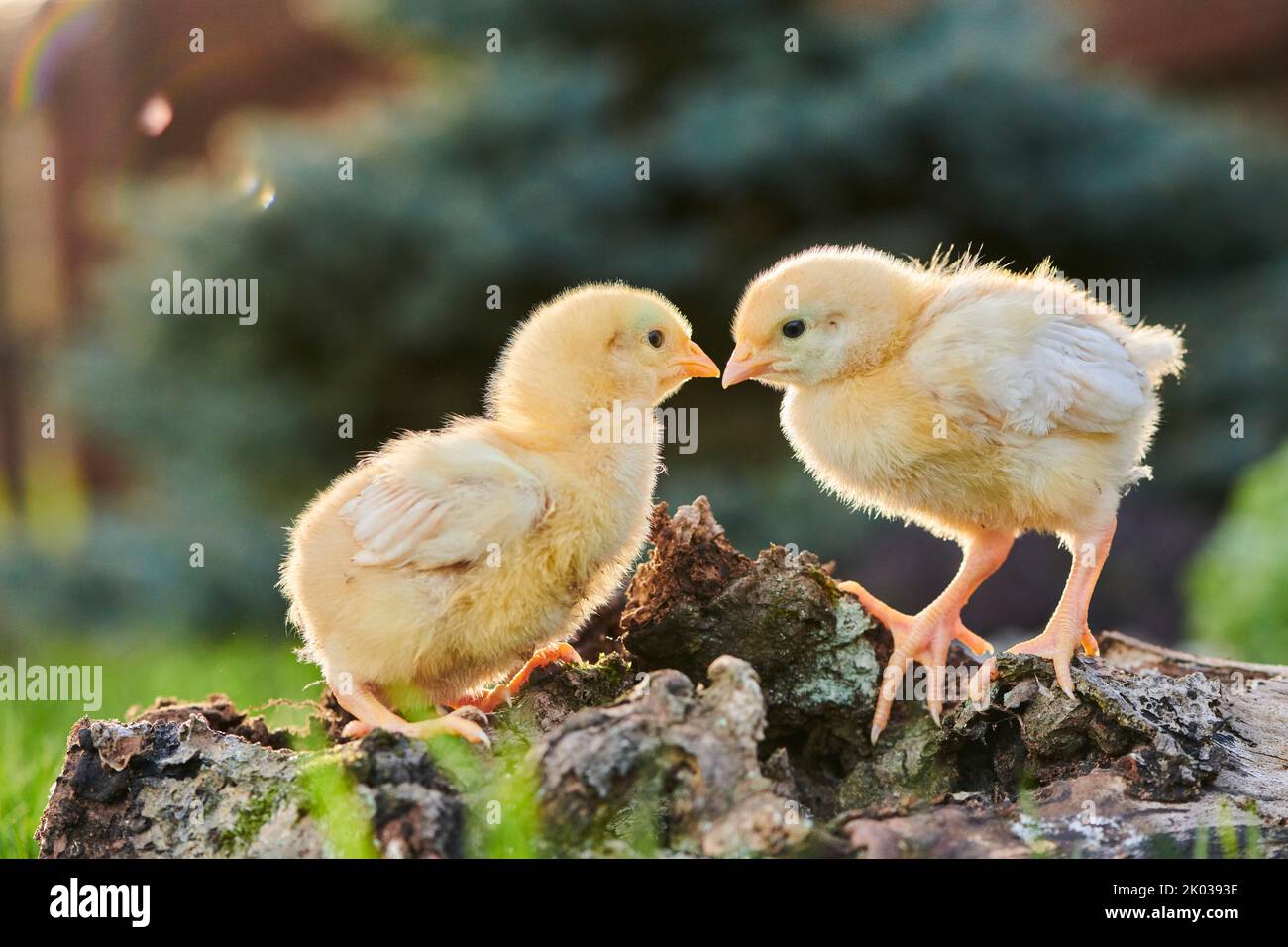 Domestic fowl (Gallus domesticus) in a meadow, chicken chicks, Slovakia ...