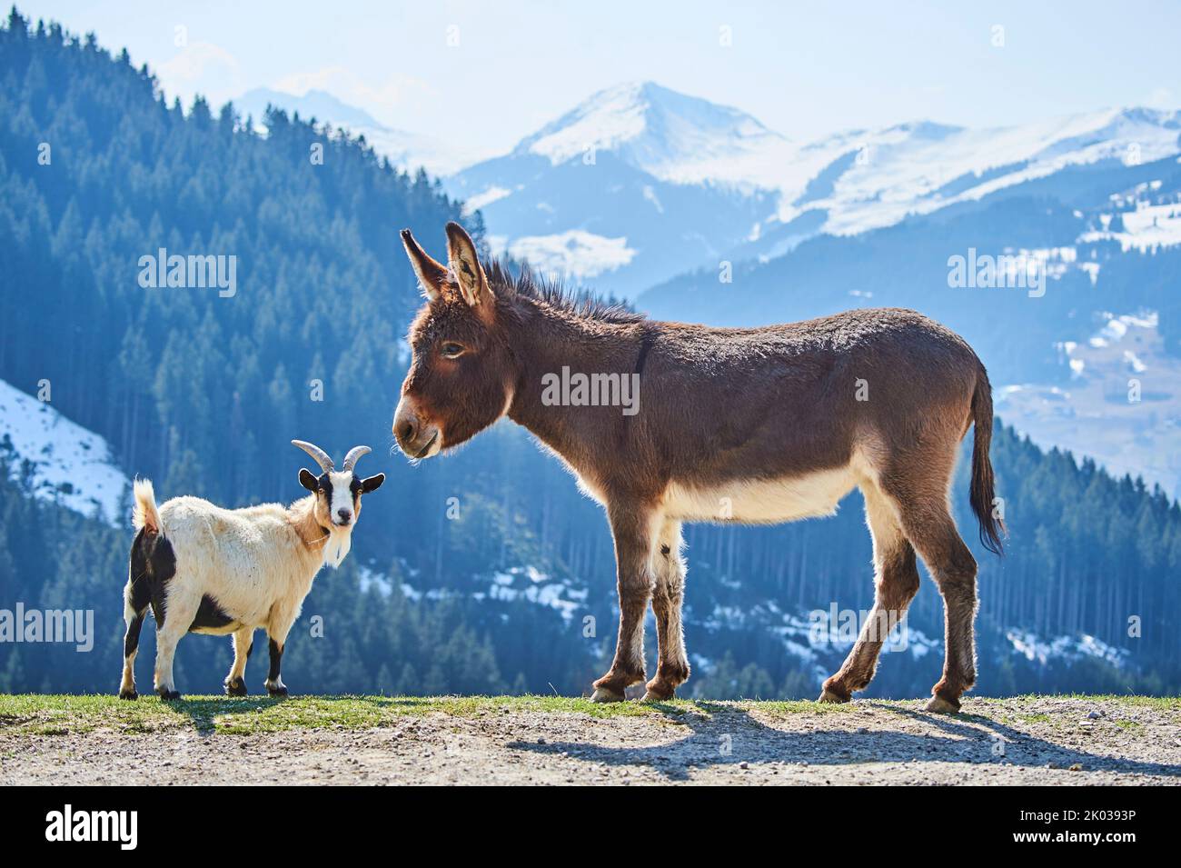 Domestic donkey (Equus asinus asinus), domestic goat (Capra aegagrus ...