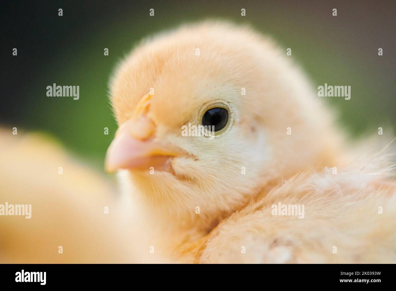Domestic fowl (Gallus domesticus) in a meadow, chicken chicks, Slovakia ...