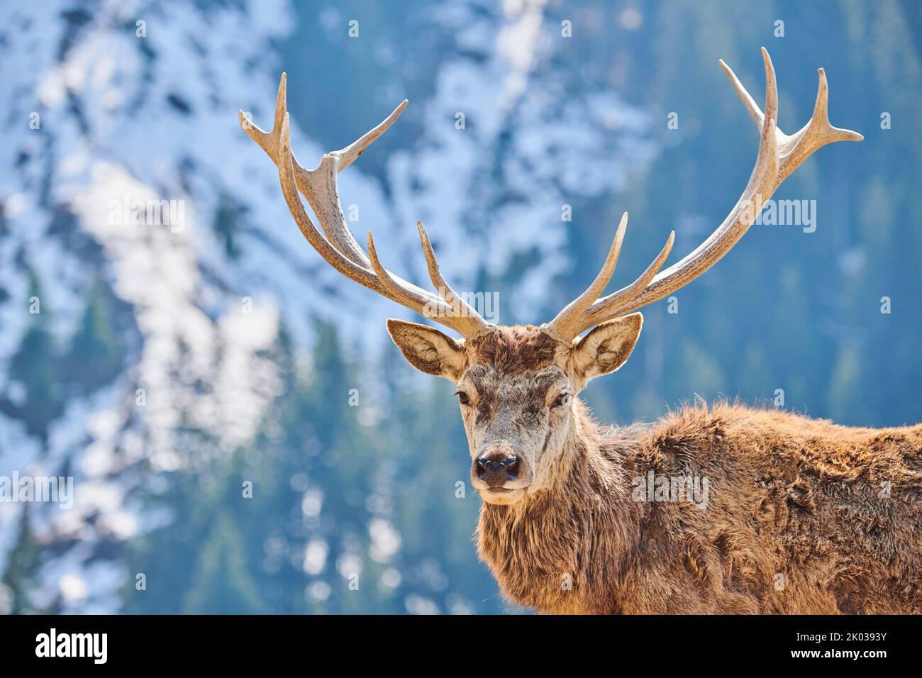 Red deer (Cervus elaphus) in the Alps, male, Aurach Game Park ...