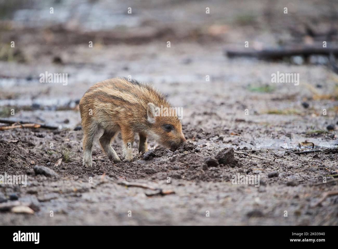 Wild boar (Sus scrofa) in a forest, fresh, Bavaria, Germany, Europe ...