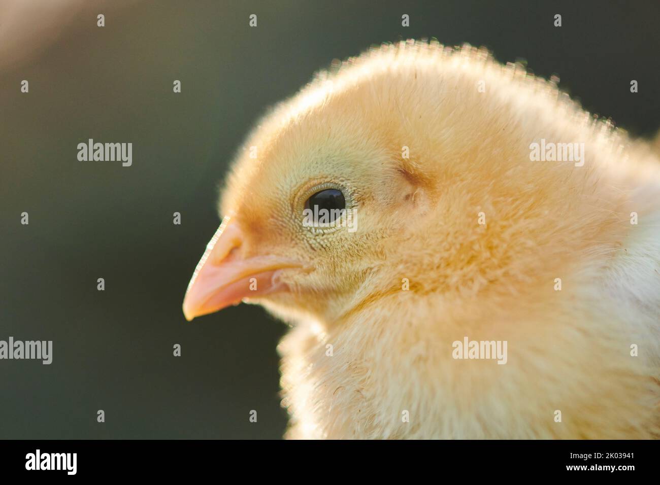 Domestic fowl (Gallus domesticus) in a meadow, chicken chicks, Slovakia ...