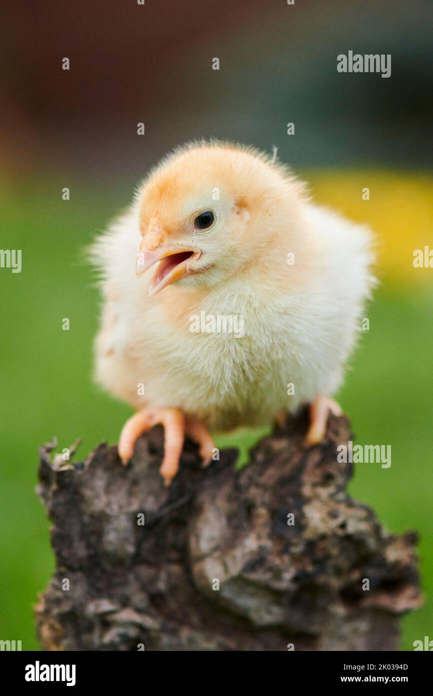 Bankiva chickens hi-res stock photography and images - Alamy