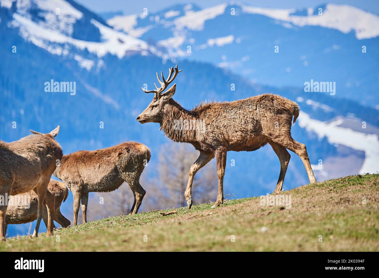 Red deer (Cervus elaphus) in the Alps, male, Aurach Game Park ...