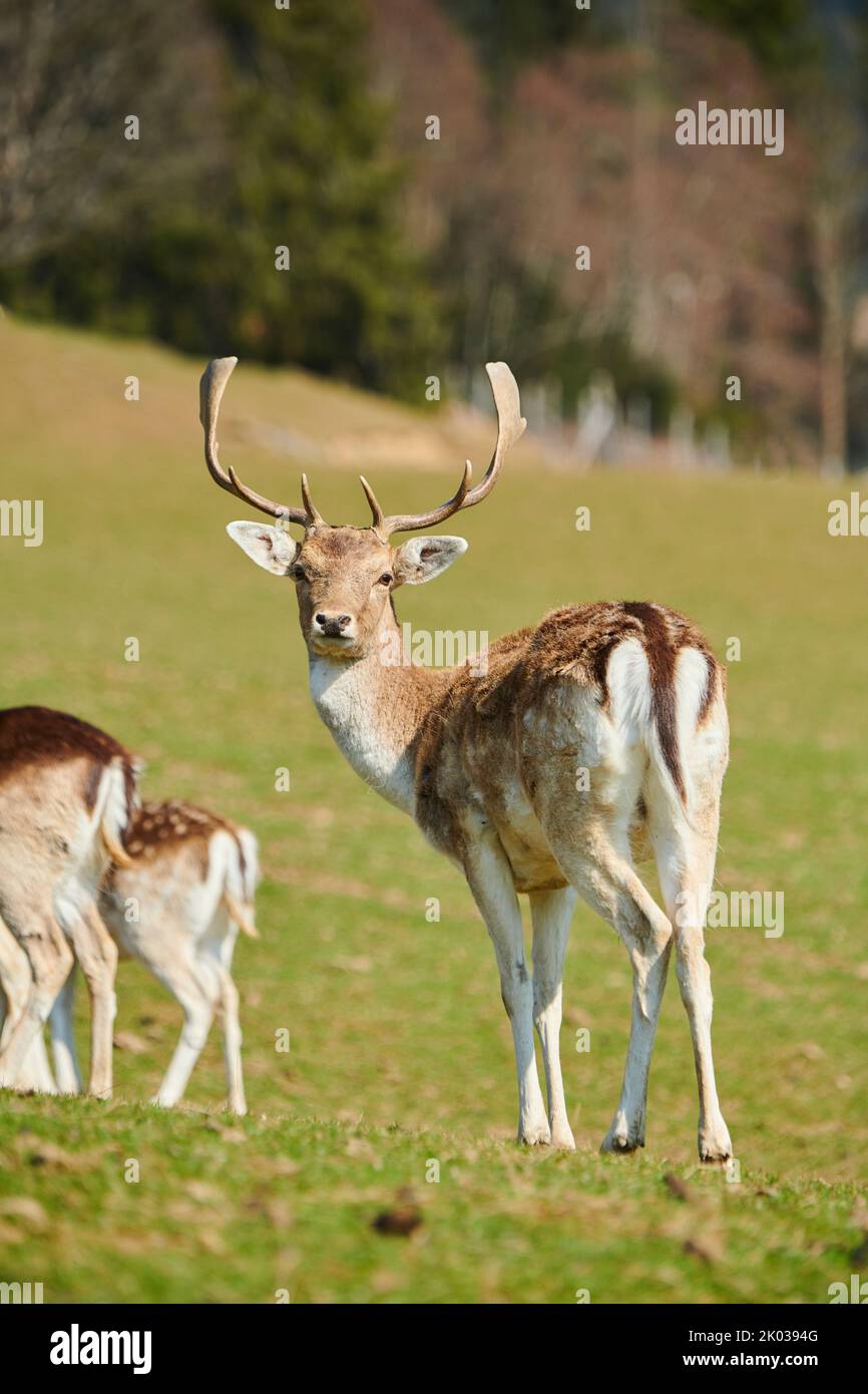 Male full body vertebrata hi-res stock photography and images - Alamy