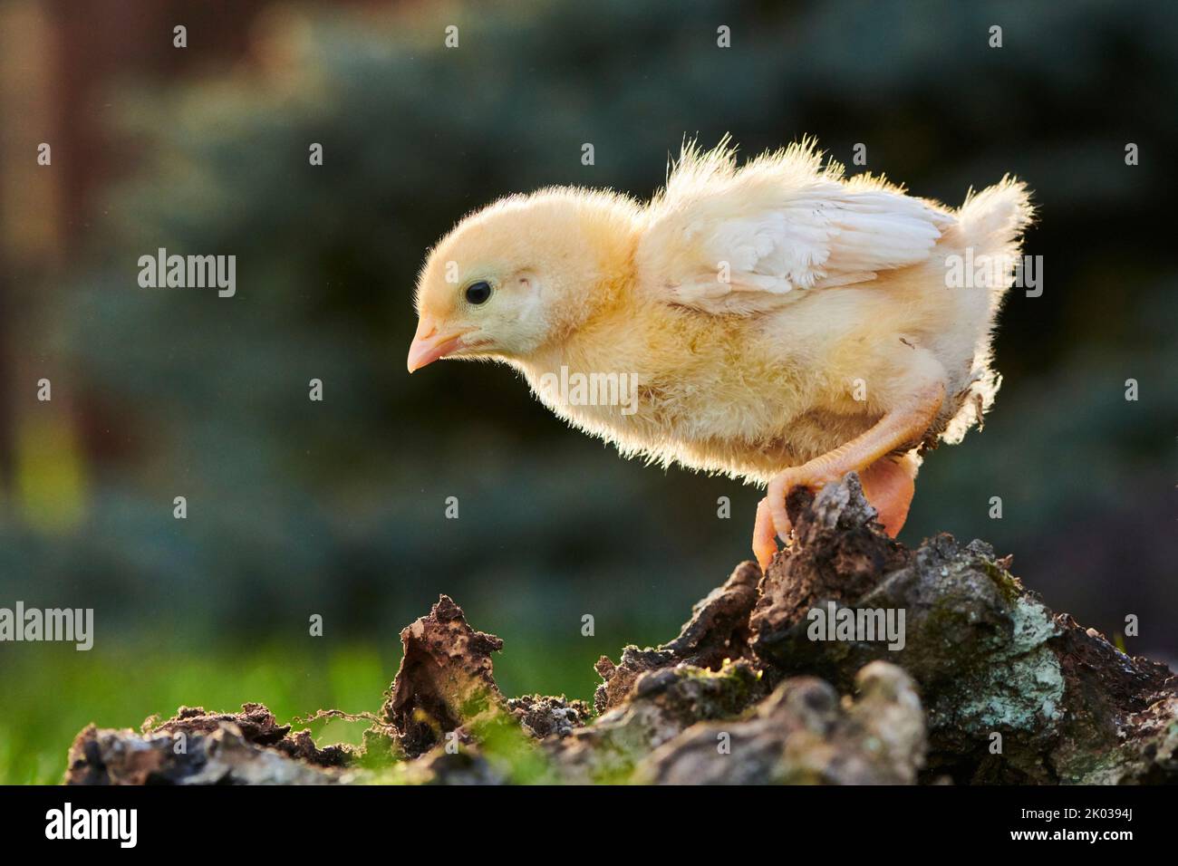 Domestic fowl (Gallus domesticus) in a meadow, chicken chicks, Slovakia ...