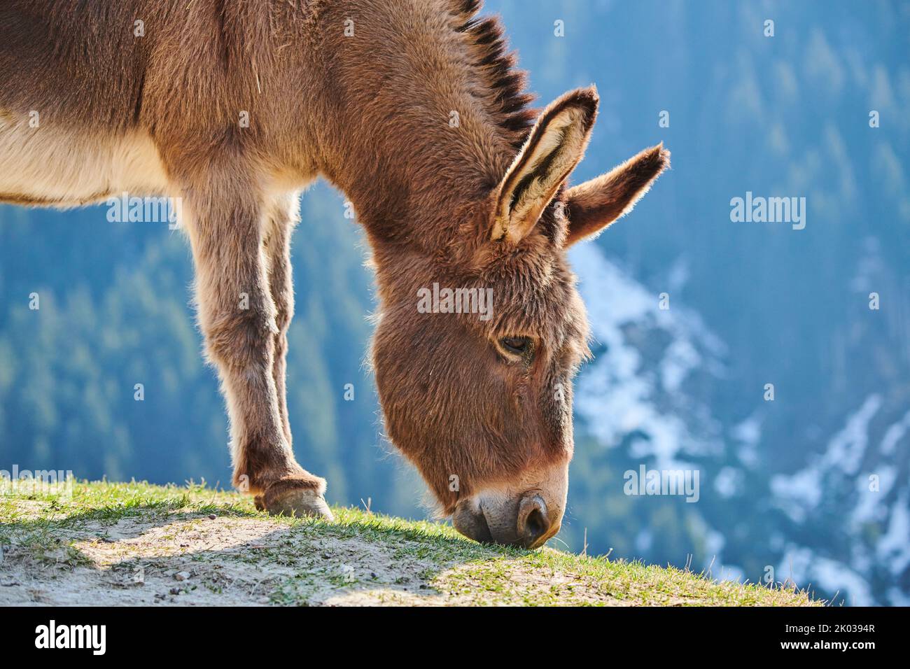Equus asinus species hi-res stock photography and images - Alamy