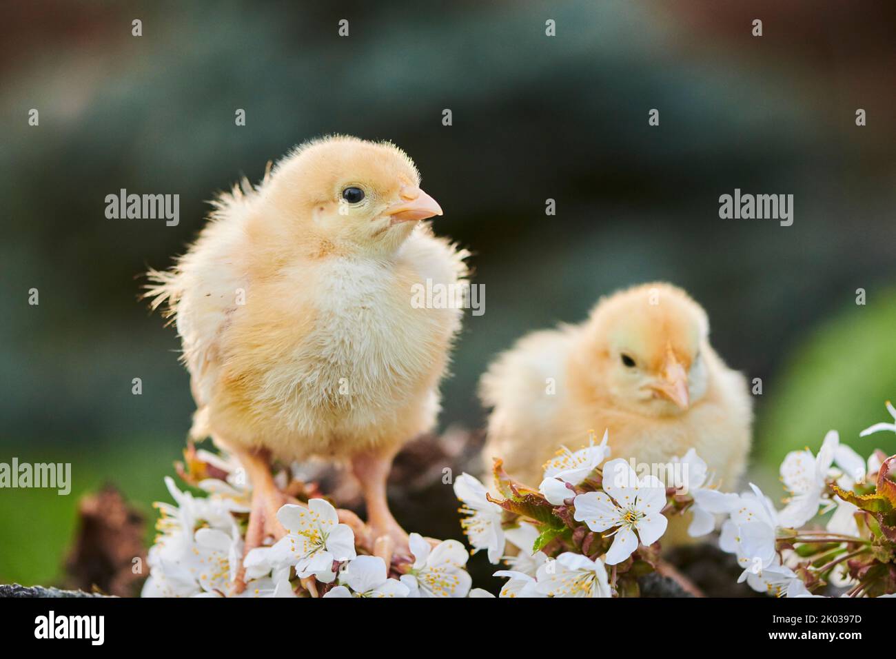 Domestic fowl (Gallus domesticus) in a meadow, chicken chicks, Slovakia ...