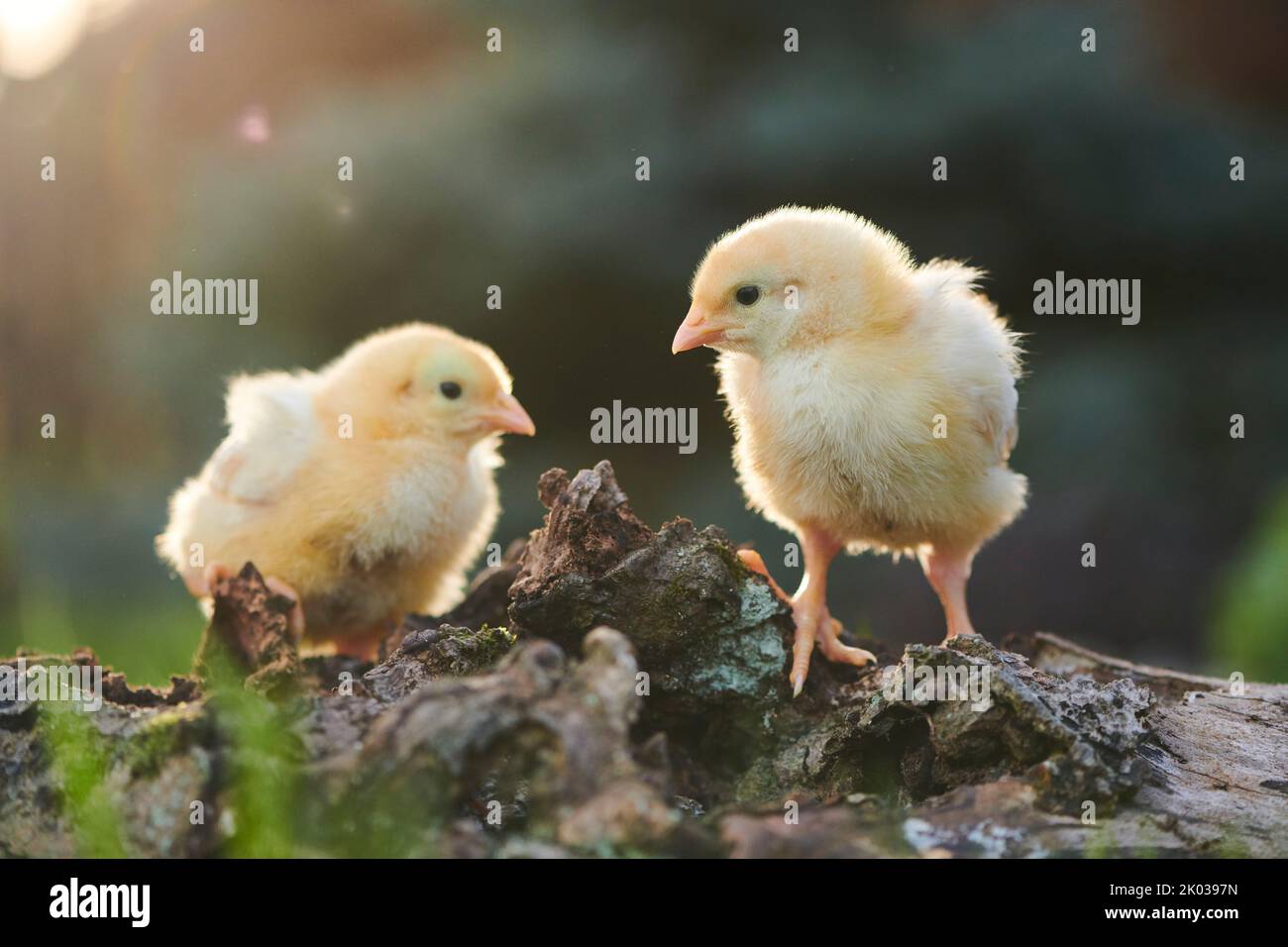 Domestic fowl (Gallus domesticus) in a meadow, chicken chicks, Slovakia ...