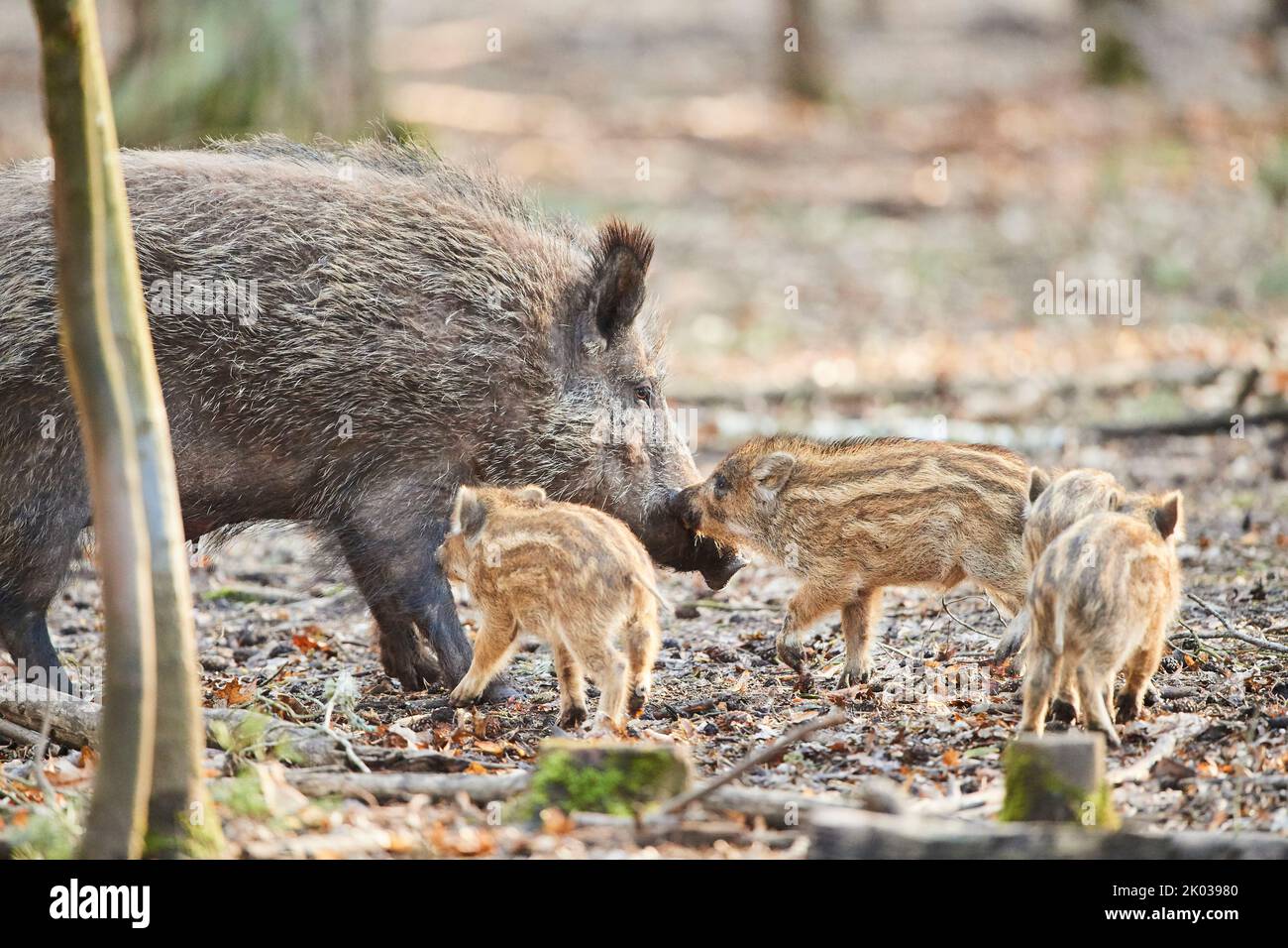 Wild boar (Sus scrofa) in a forest, freshlings, Bavaria, Germany ...