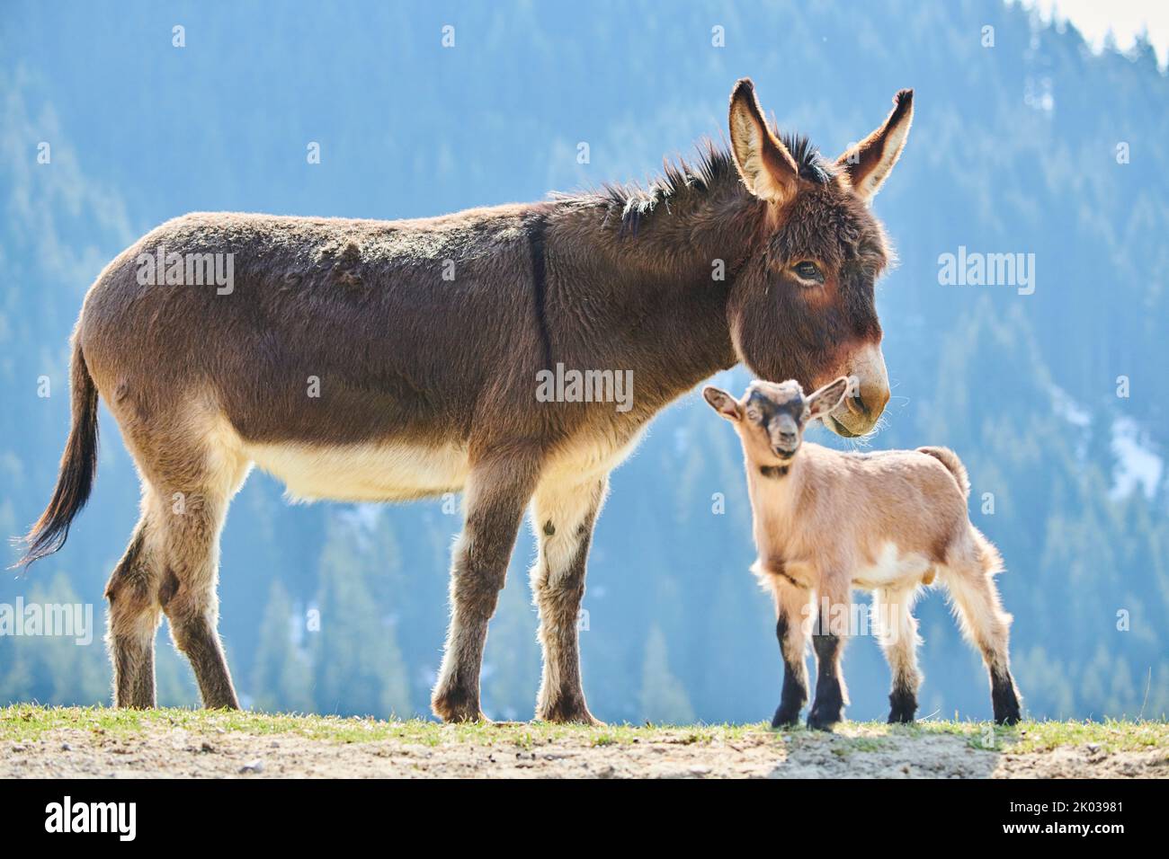 Domestic donkey (Equus asinus asinus), domestic goat (Capra aegagrus ...