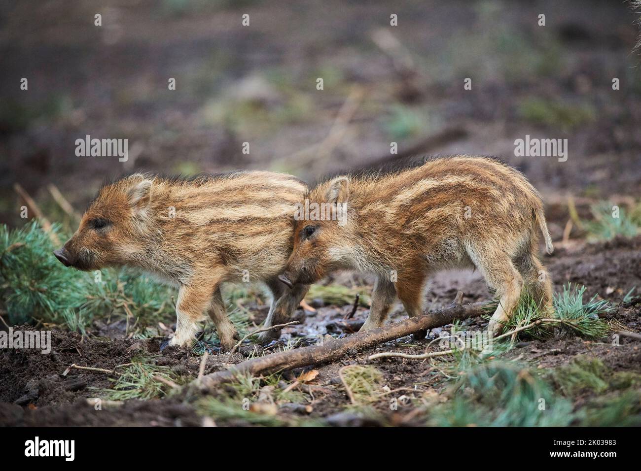 Wild boar (Sus scrofa) in a forest, freshlings, Bavaria, Germany ...