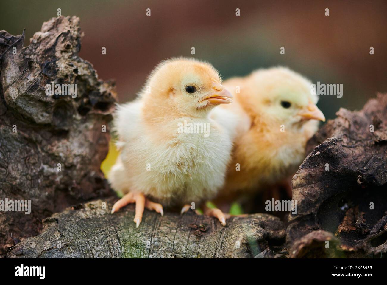 Domestic fowl (Gallus domesticus) in a meadow, chicken chicks, Slovakia ...