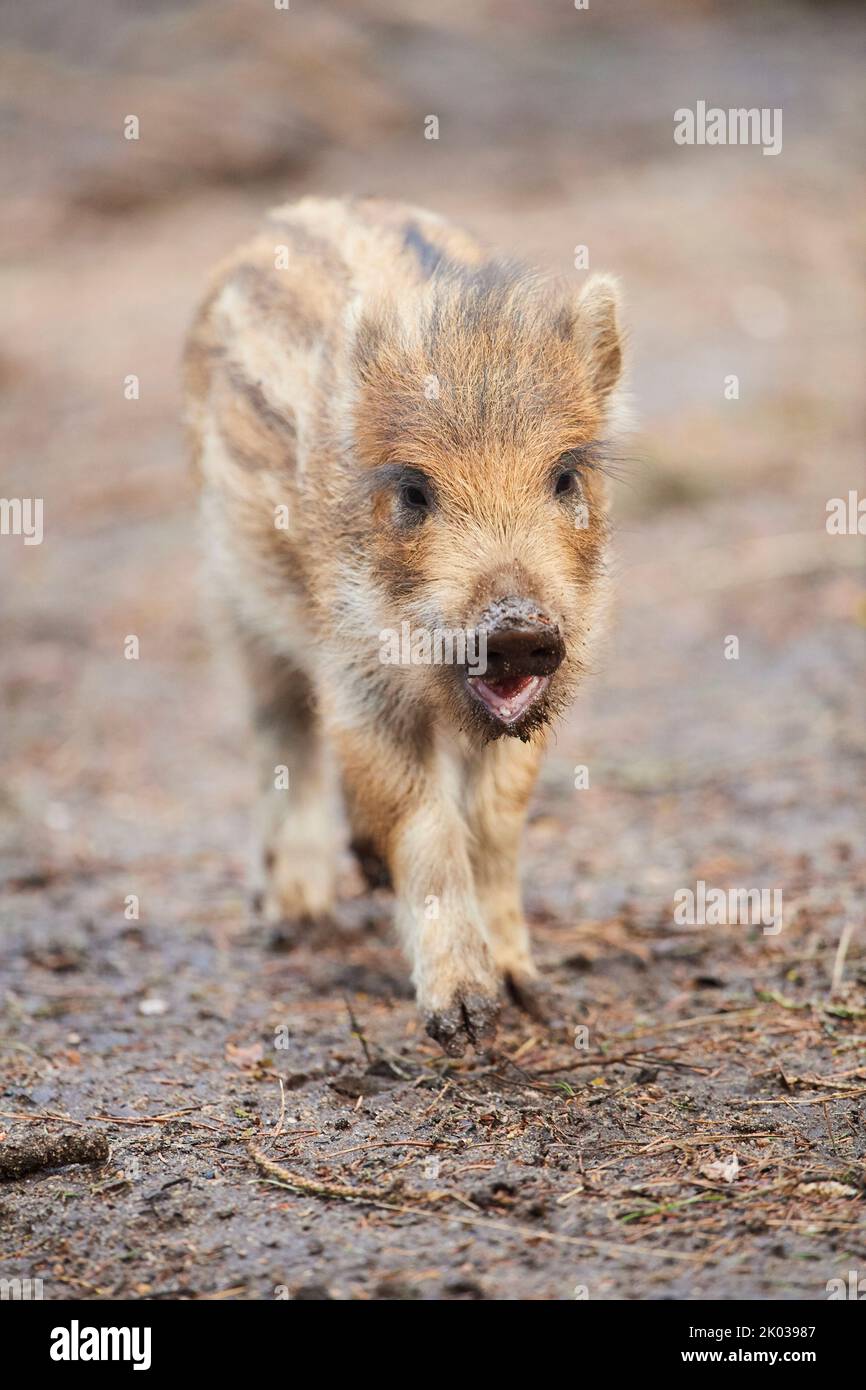 Wild boar (Sus scrofa) in a forest, fresh, Bavaria, Germany, Europe ...