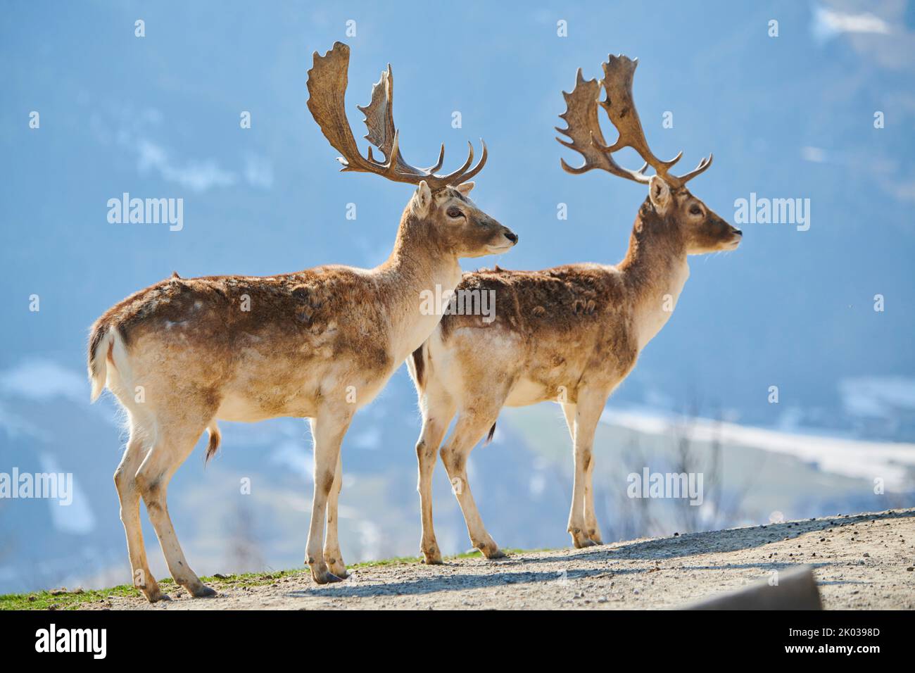 Fallow deer (Dama dama) in the Alps, male, Aurach Game Park, Kitzbühl ...