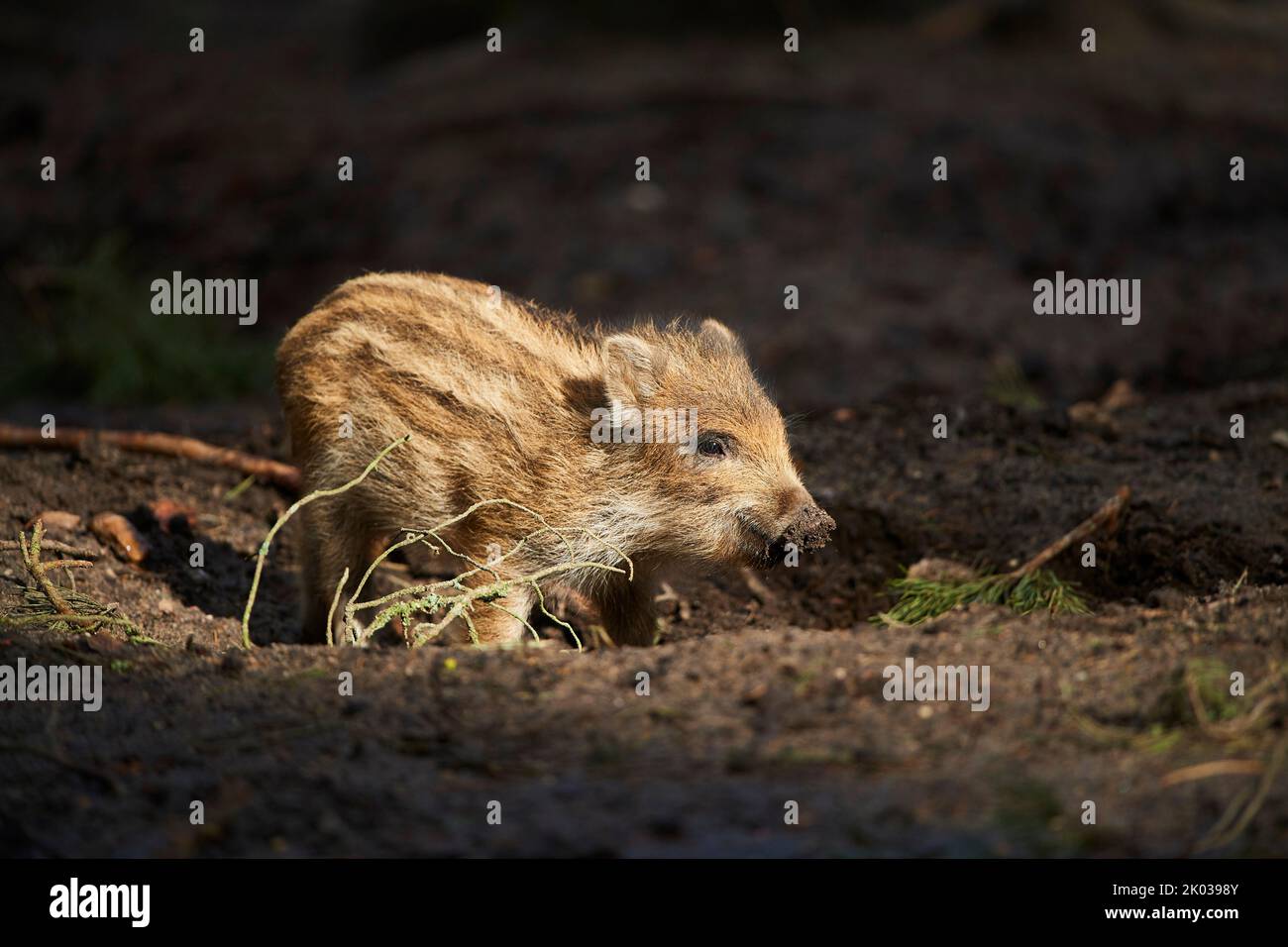 Wild boar (Sus scrofa) in a forest, fresh, Bavaria, Germany, Europe ...