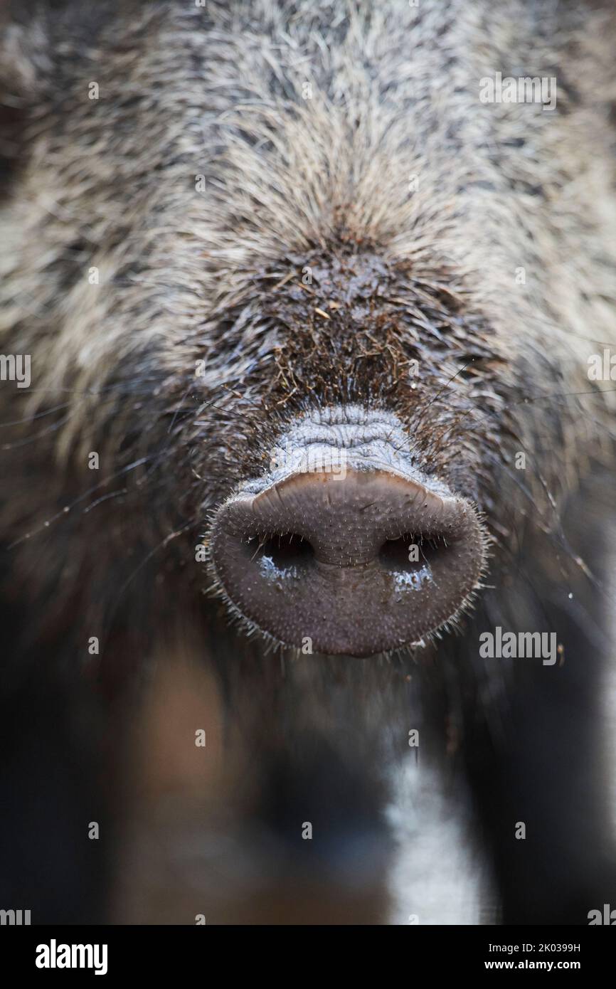 Wild boar (Sus scrofa), trunk, detail, Bavaria, Germany, Europe Stock ...