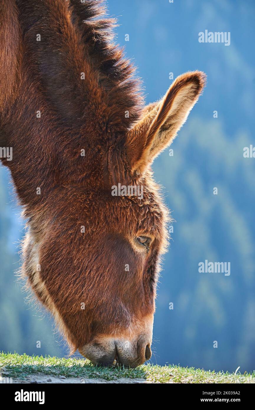 Aurach game park hi-res stock photography and images - Alamy