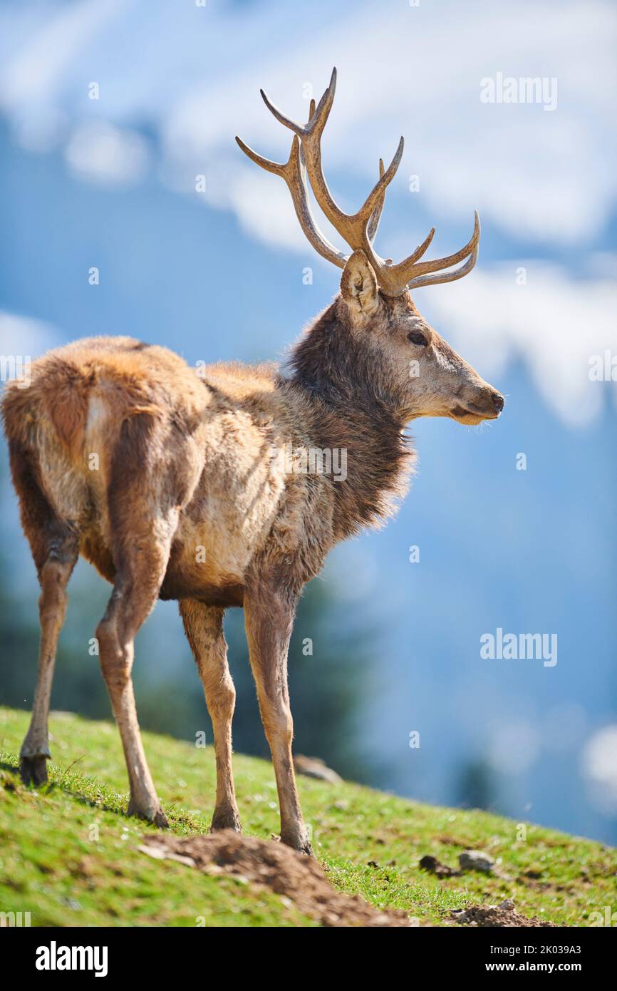 Red deer (Cervus elaphus) in the Alps, male, Aurach Game Park ...