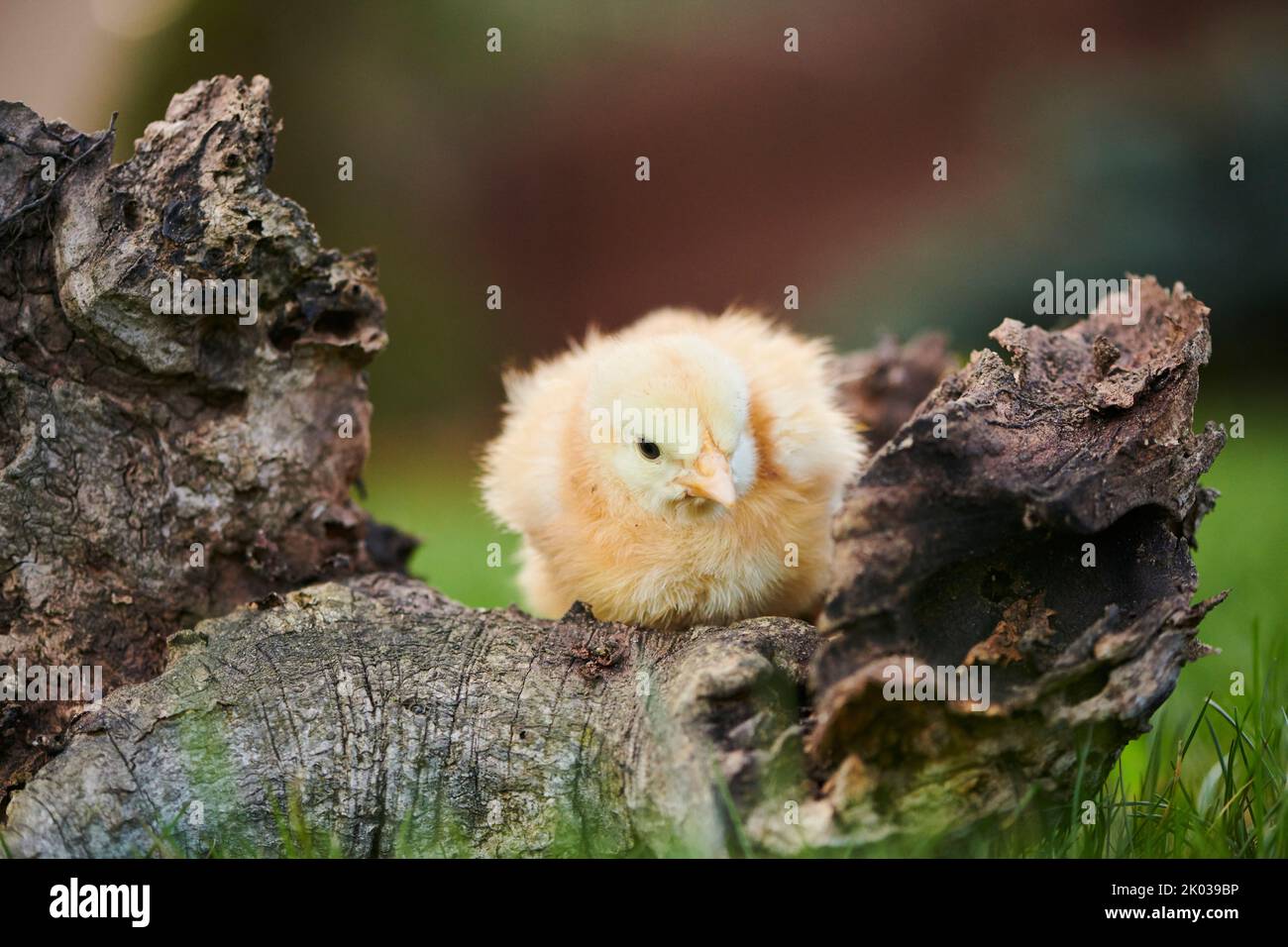 Domestic fowl (Gallus domesticus) in a meadow, chicken chicks, Slovakia ...