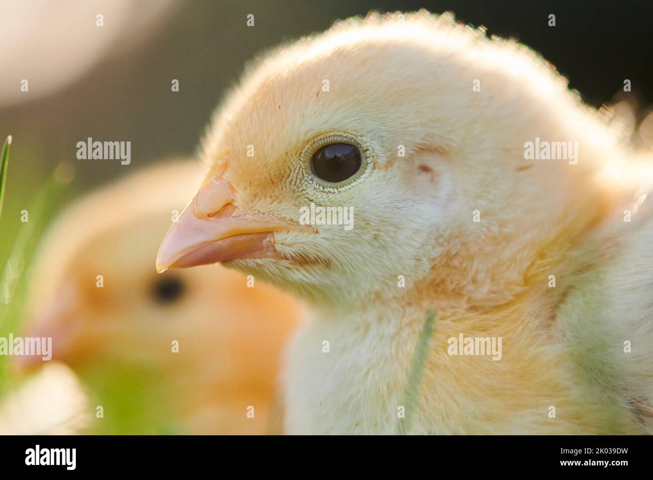 Domestic fowl (Gallus domesticus) in a meadow, chicken chicks, Slovakia ...