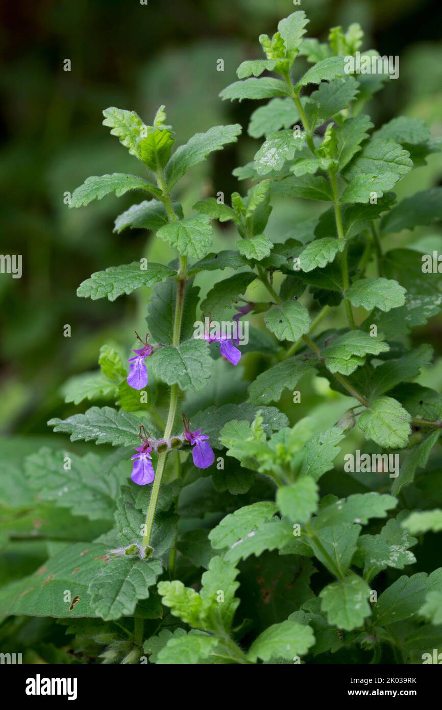 Water germander (Teucrium scordium) in flower, native to Europe to ...