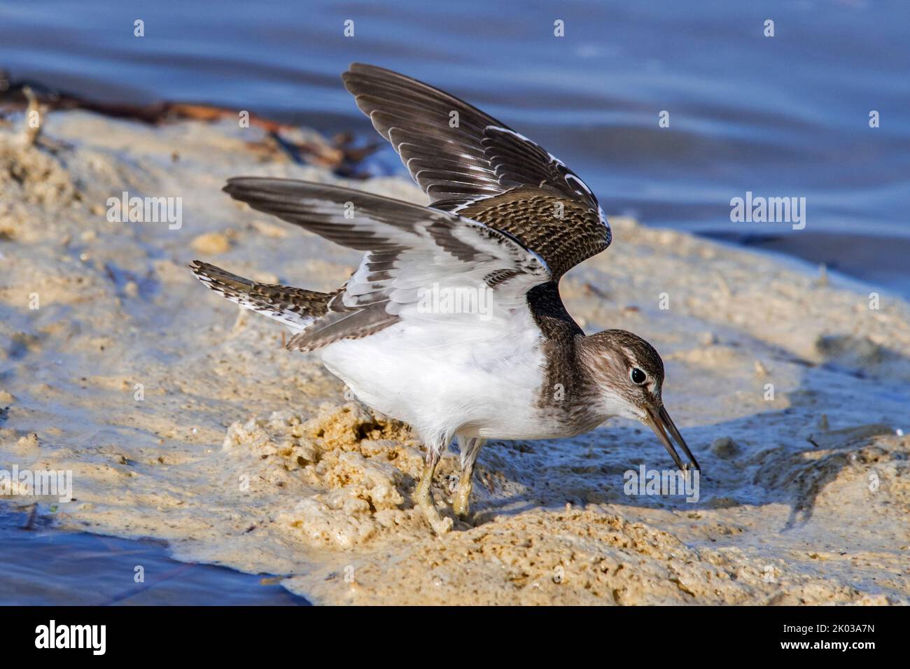 Intertidal wetland hi-res stock photography and images - Alamy