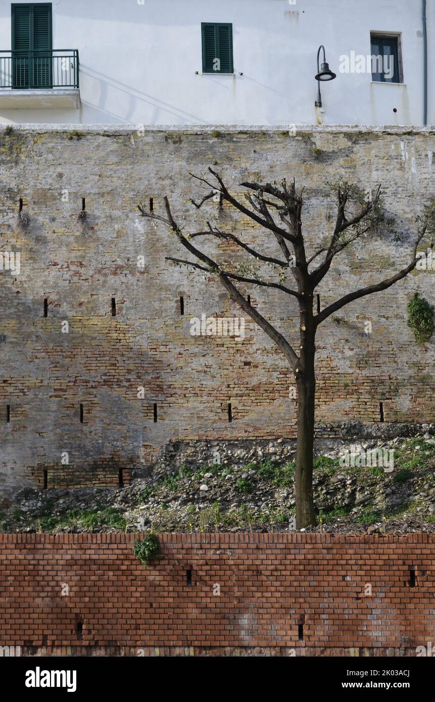 Pruned tree brick wall hi-res stock photography and images - Alamy