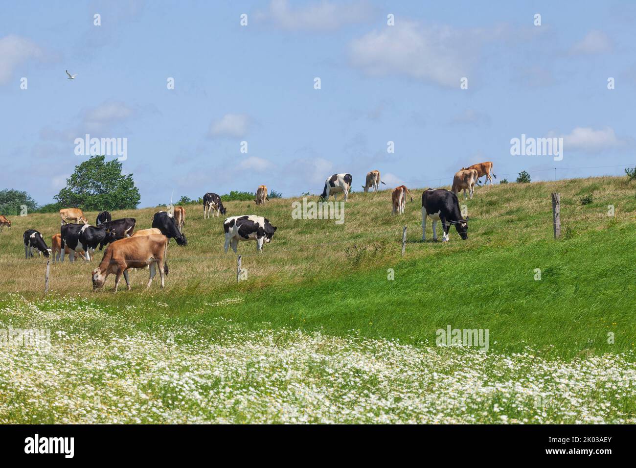Grazing cows on dike hi-res stock photography and images - Alamy