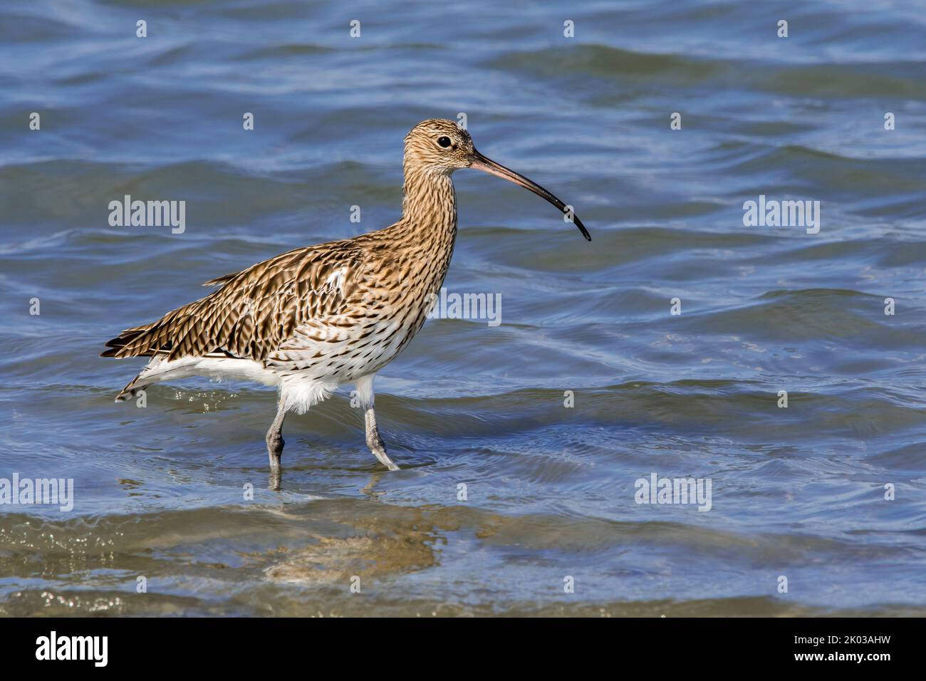 Eurasian curlew / common curlew (Numenius arquata) foraging in shallow ...