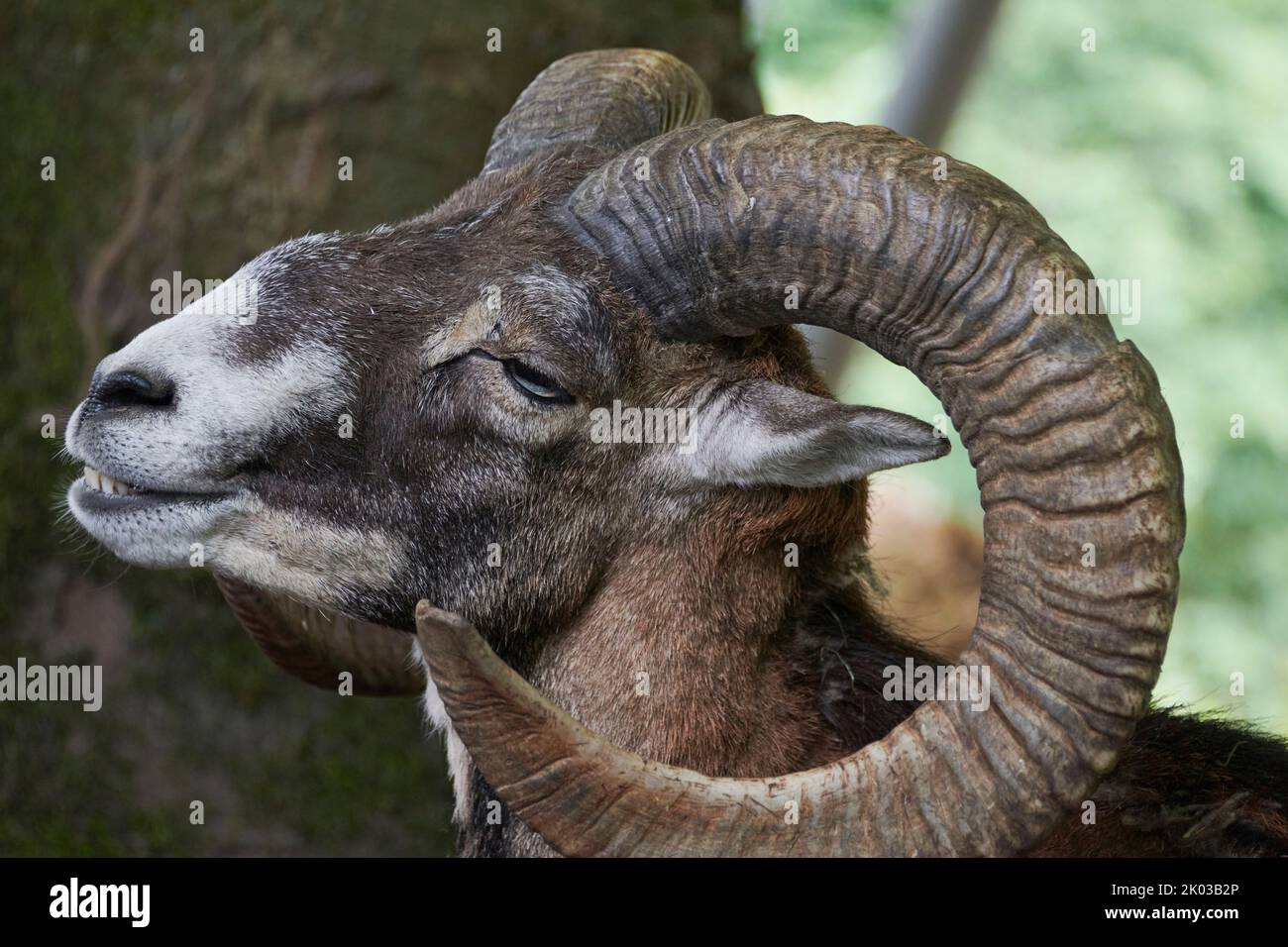Mouflon hi-res stock photography and images - Alamy