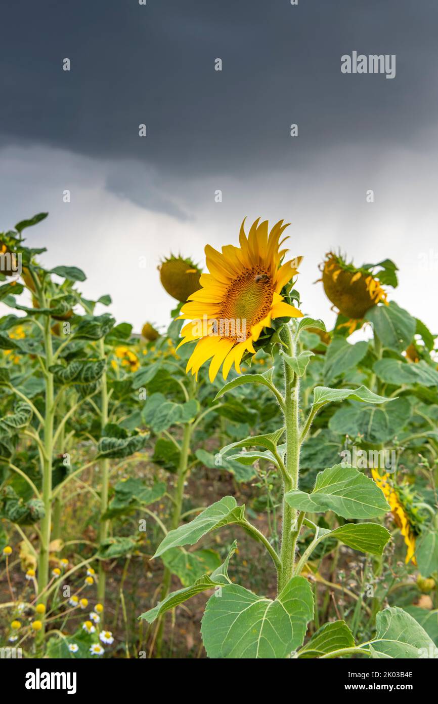 Incoming thunderstorm over a field of sunflowers Stock Photo - Alamy